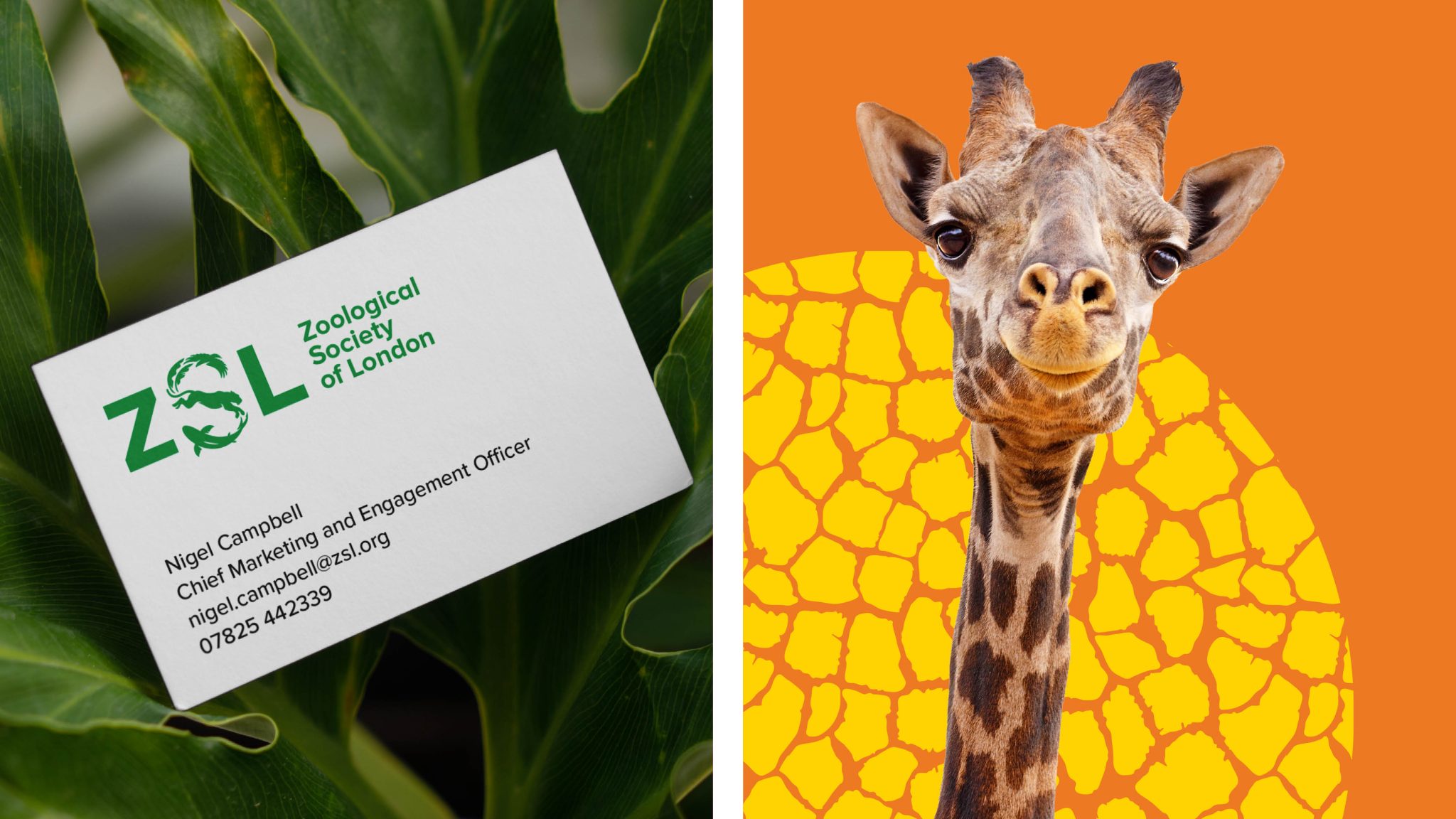ZSL | Work | rbl Brand Agency